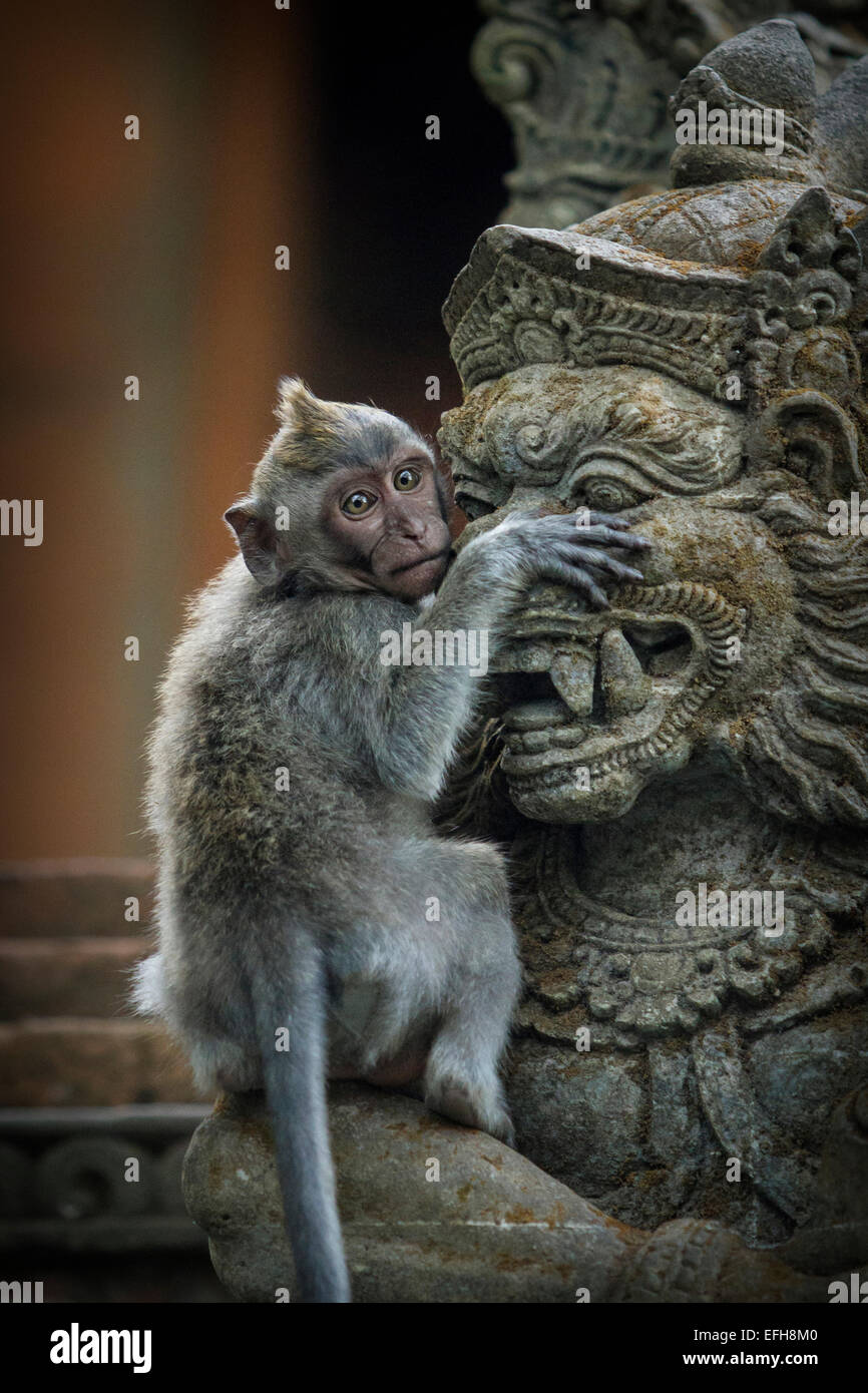 A Macaque monkey in Ubud, Bali, Indonesia Stock Photo - Alamy