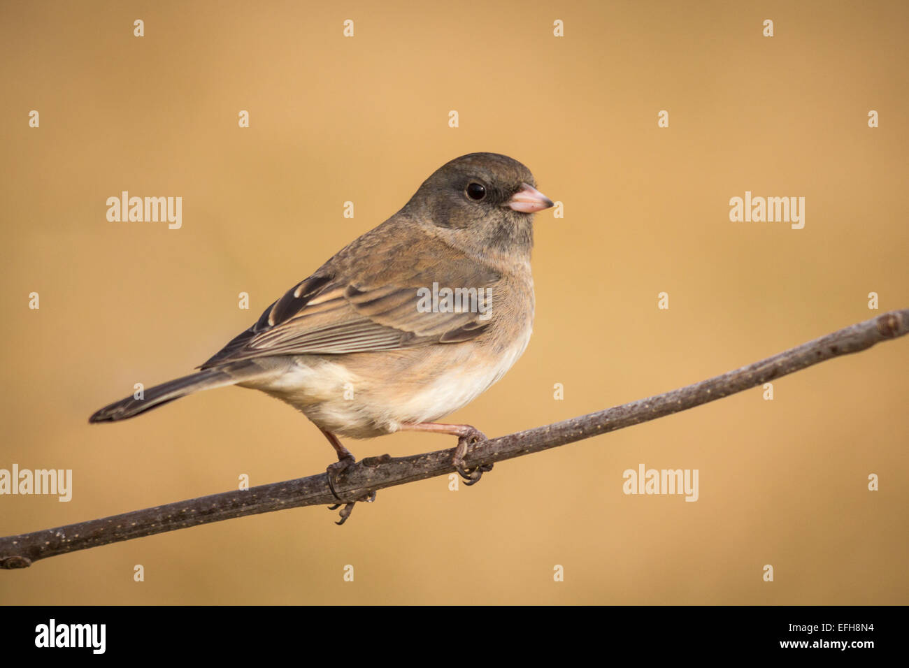 Juvenile dark eyed junco hi-res stock photography and images - Alamy