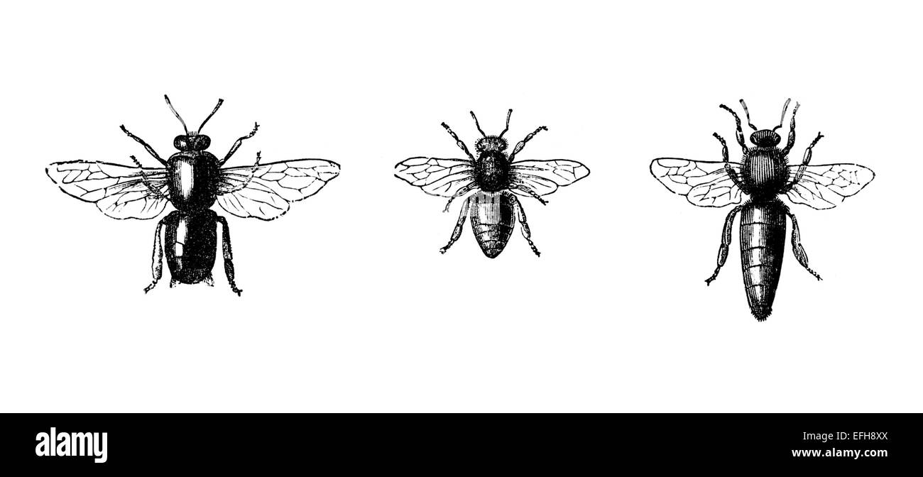 Victorian insect hi-res stock photography and images - Alamy