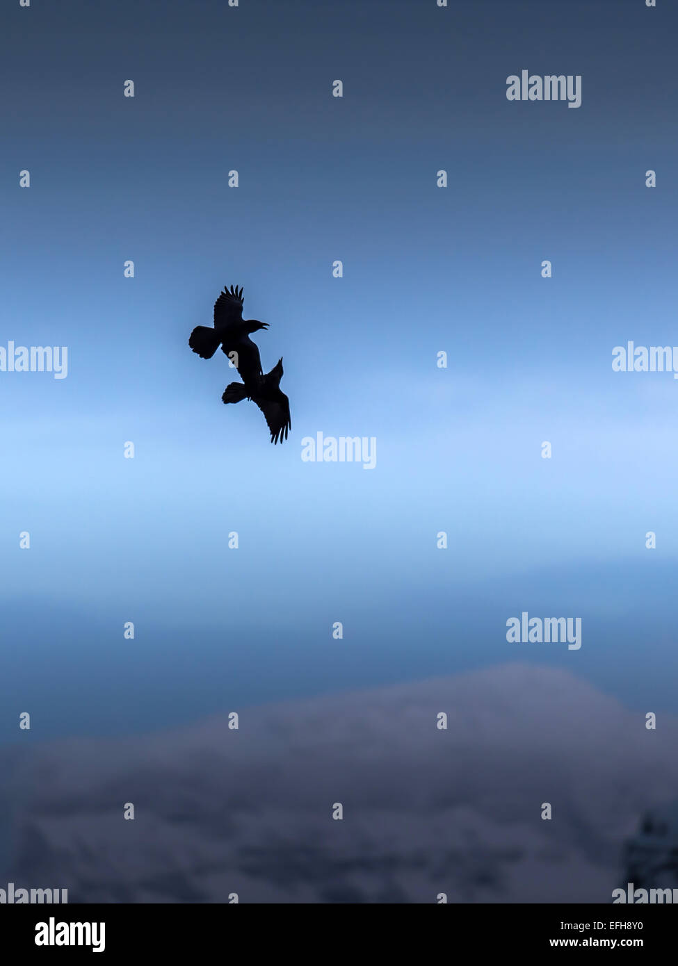 Common raven in full flight hi-res stock photography and images - Alamy
