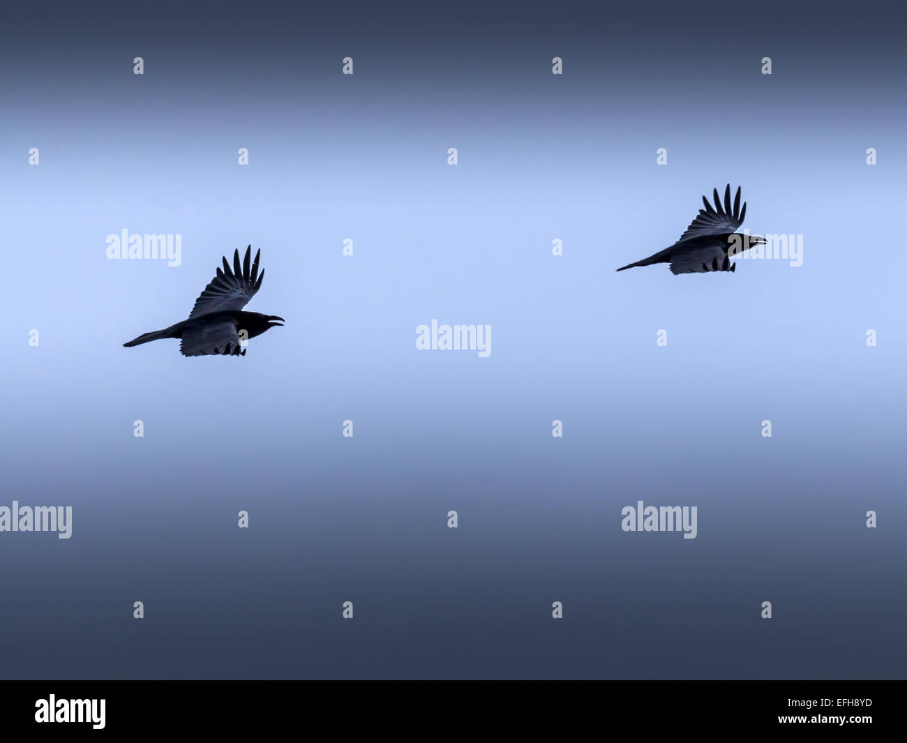 Common raven in full flight hi-res stock photography and images - Alamy
