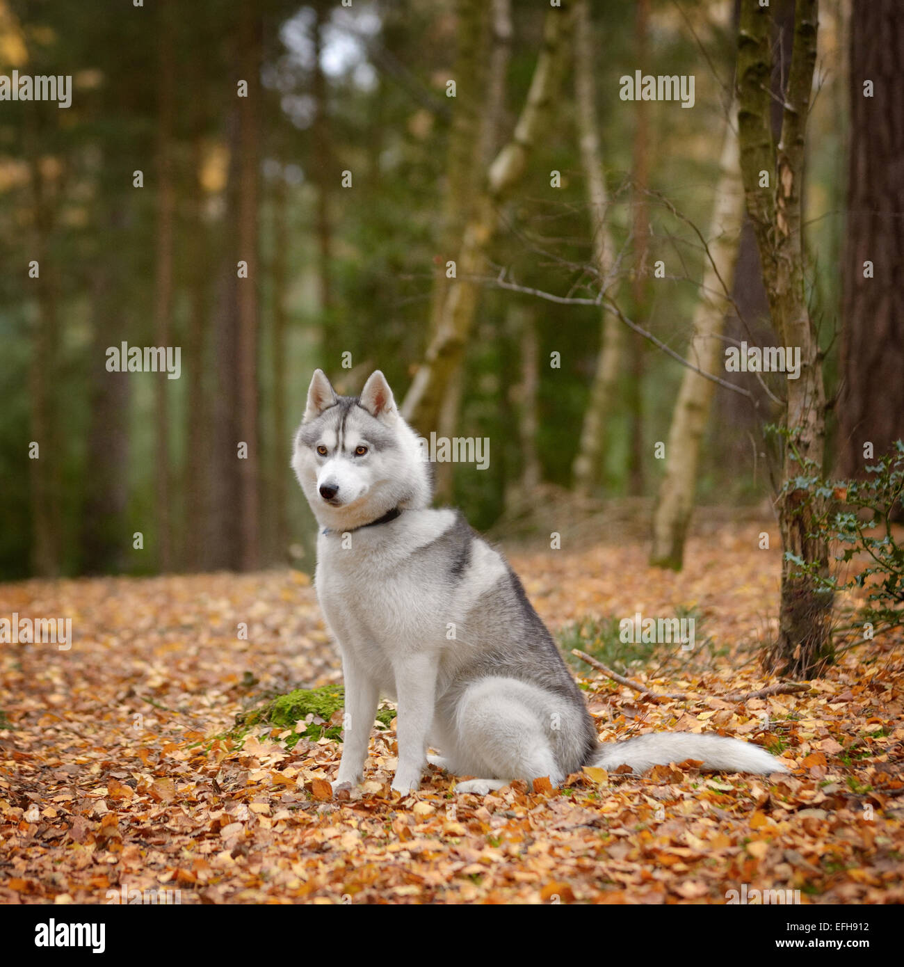 portrait of female Siberian Husky Stock Photo - Alamy