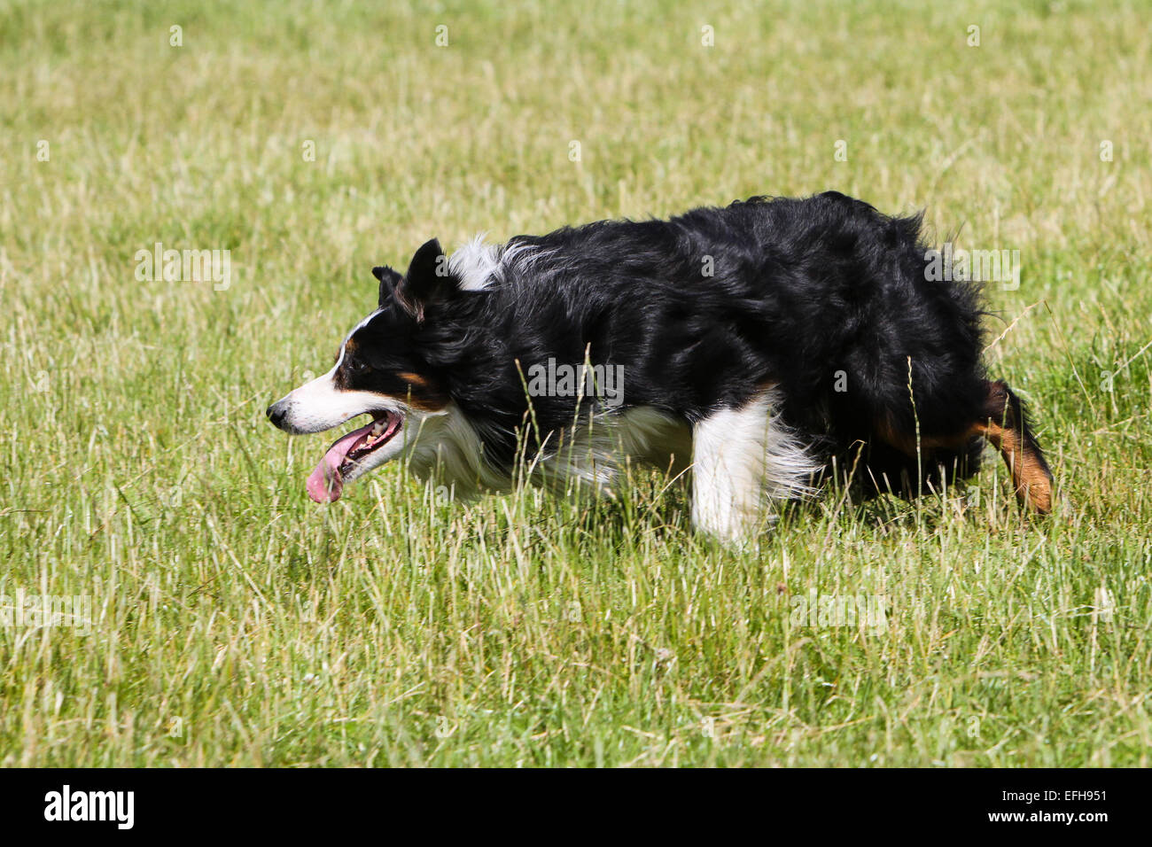 Border collie crouching while herding at sheep dog trials Stock Photo ...
