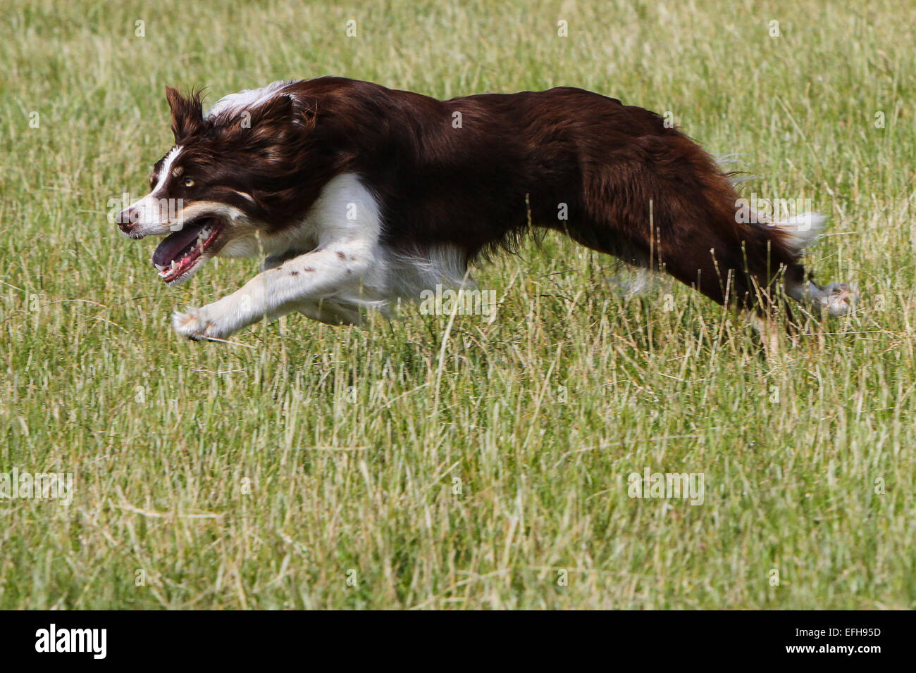 Border collie running while herding at sheep dog trials Stock Photo - Alamy