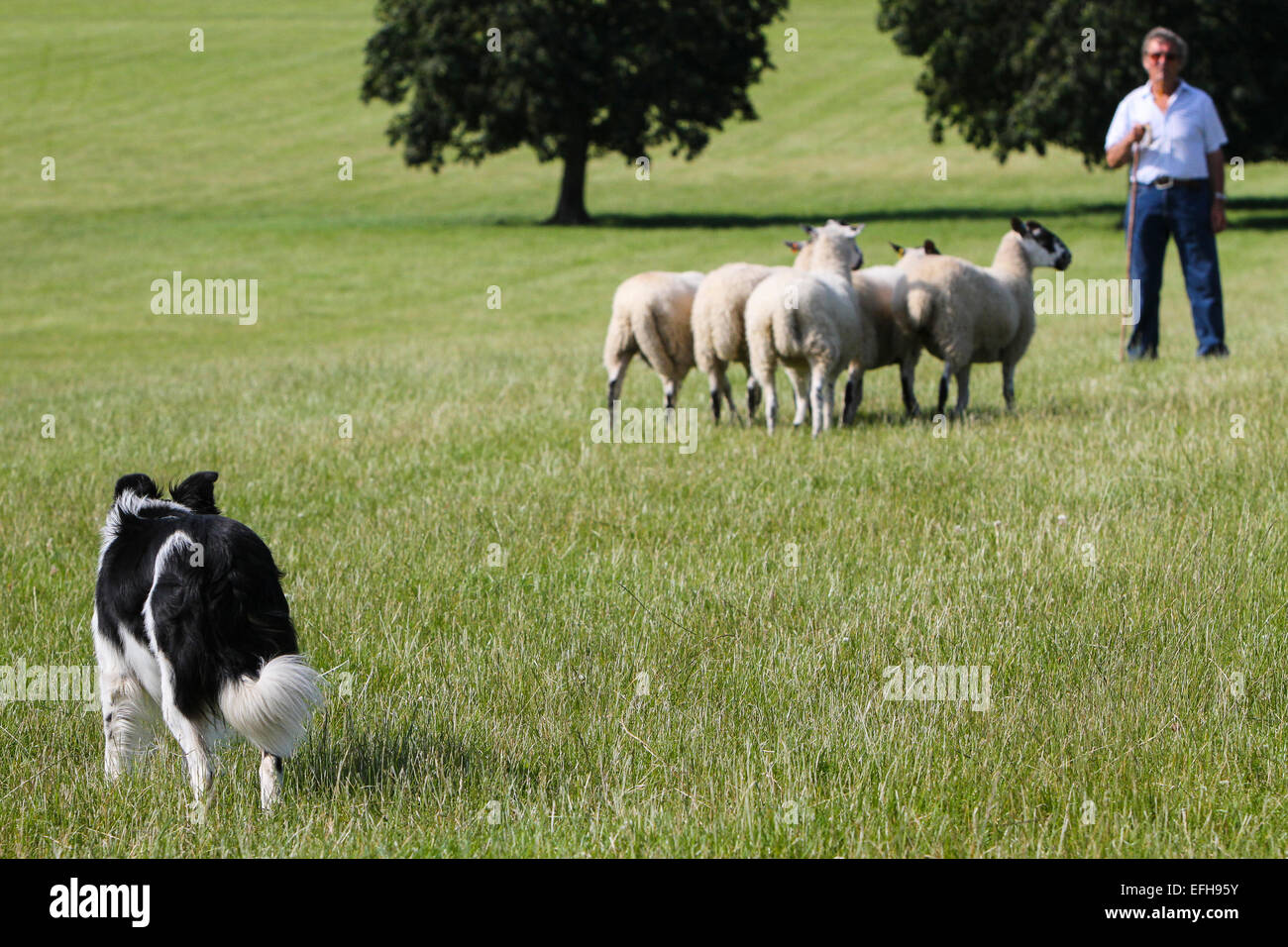 Sheepdog waiting for instruction from shepherd during sheepdog trial ...