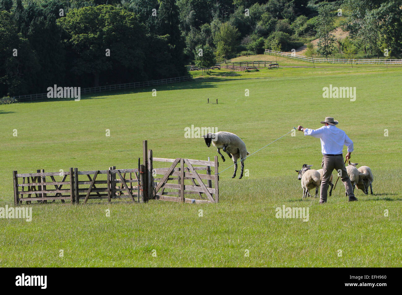 Jumping sheep hi-res stock photography and images - Alamy