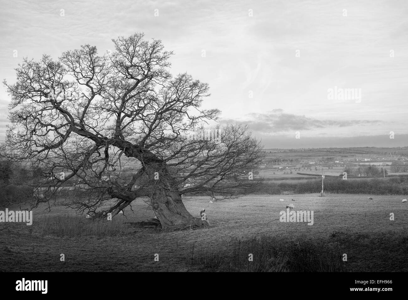 Man sitting under oak tree hi-res stock photography and images - Alamy