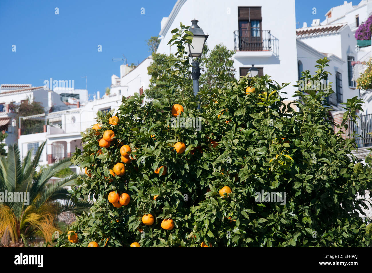 Oranges growing on Trees in the streets of Nerja in Spain Stock Photo ...