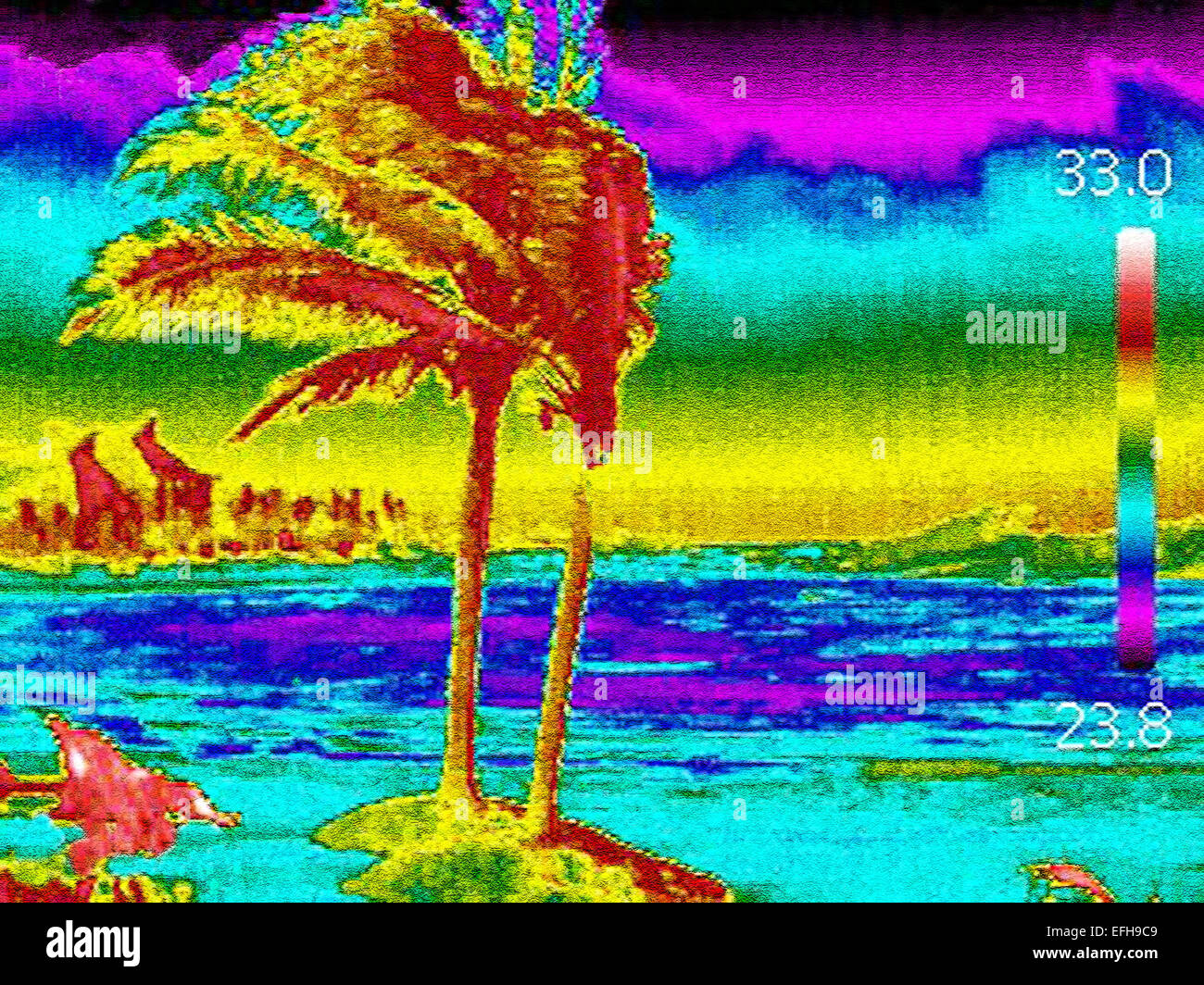 Thermographic image of palm tree and ocean with FLIR camera, Mexico ...