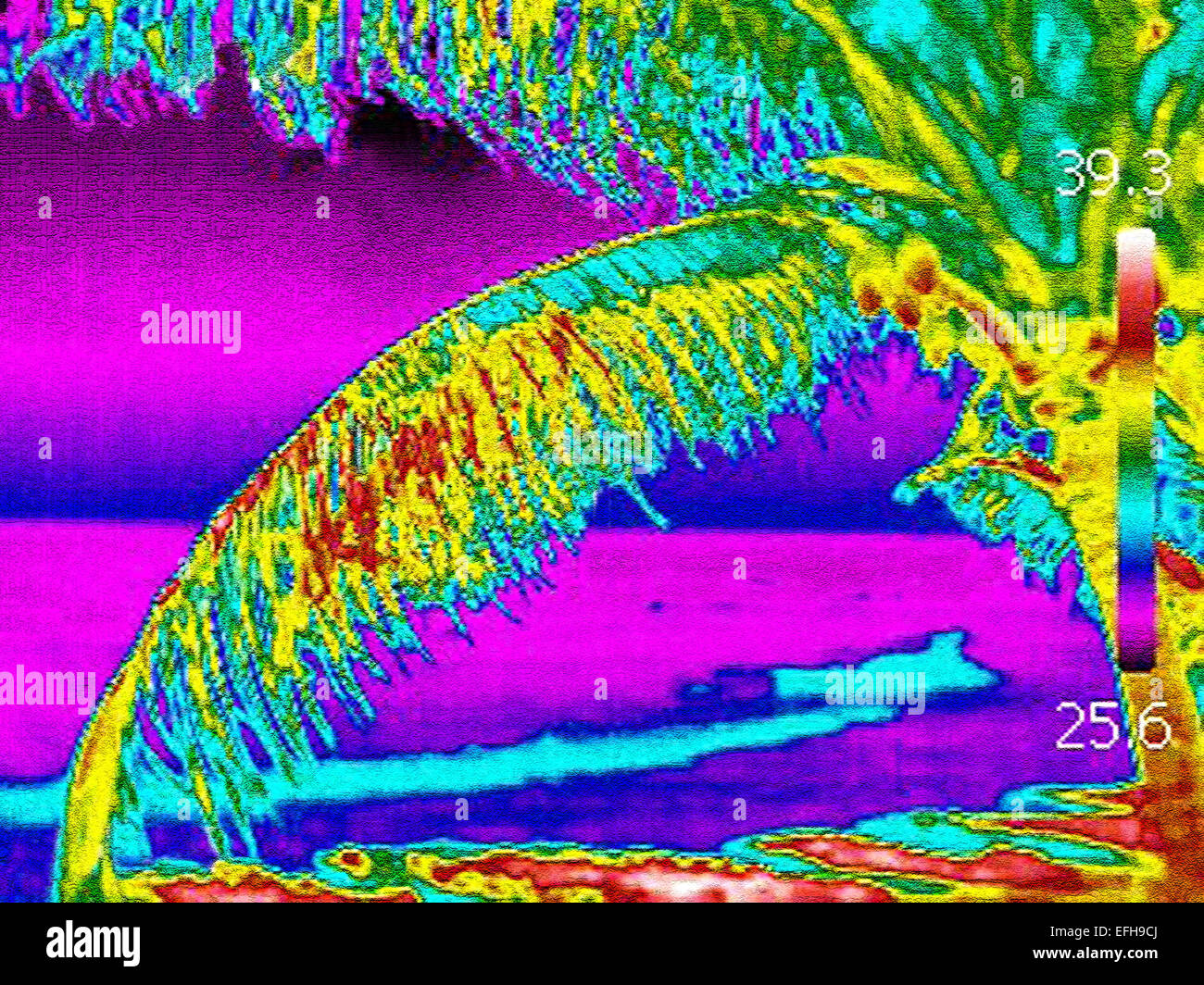 Thermographic image of palm tree and ocean with FLIR camera, Mexico ...