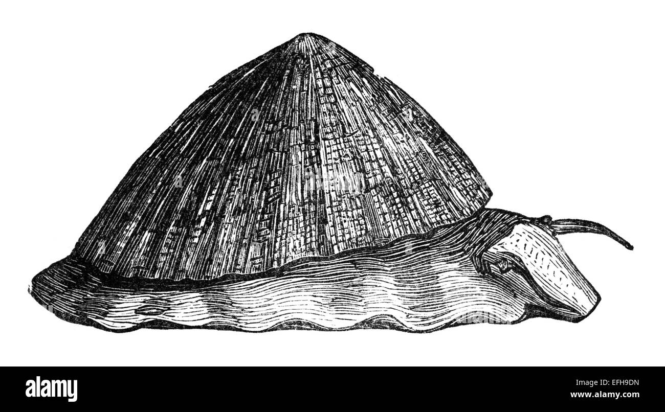 Limpet shell illustration Cut Out Stock Images & Pictures - Alamy