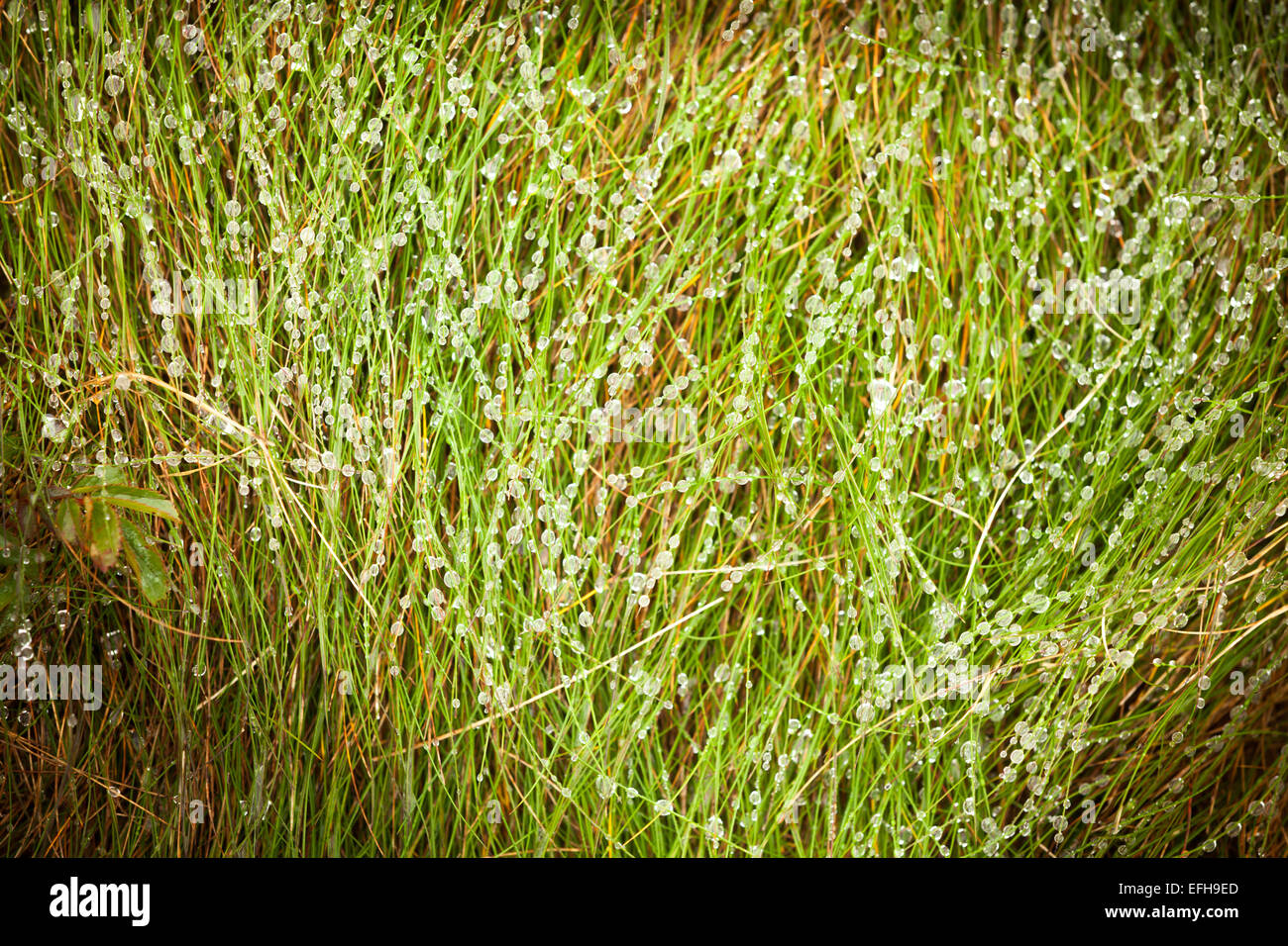 Raindrops on wet grass, Acadia National Park, Maine, USA Stock Photo ...