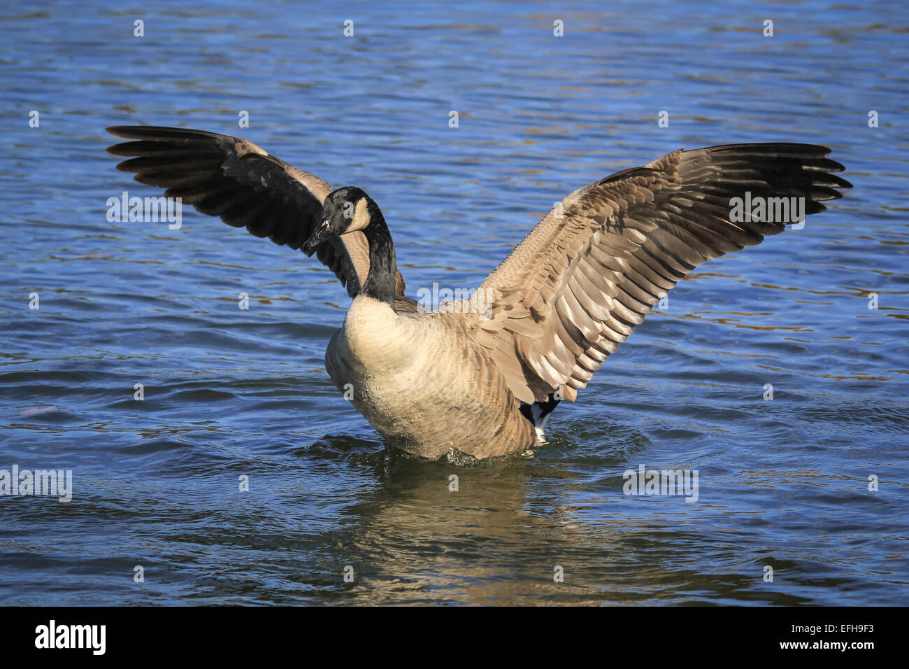 Canada Goose stretching its wings Stock Photo - Alamy