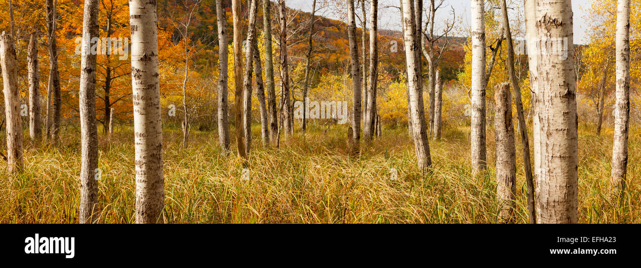 Birch trees beside the Great Meadow, Acadia National Park, Maine, USA ...