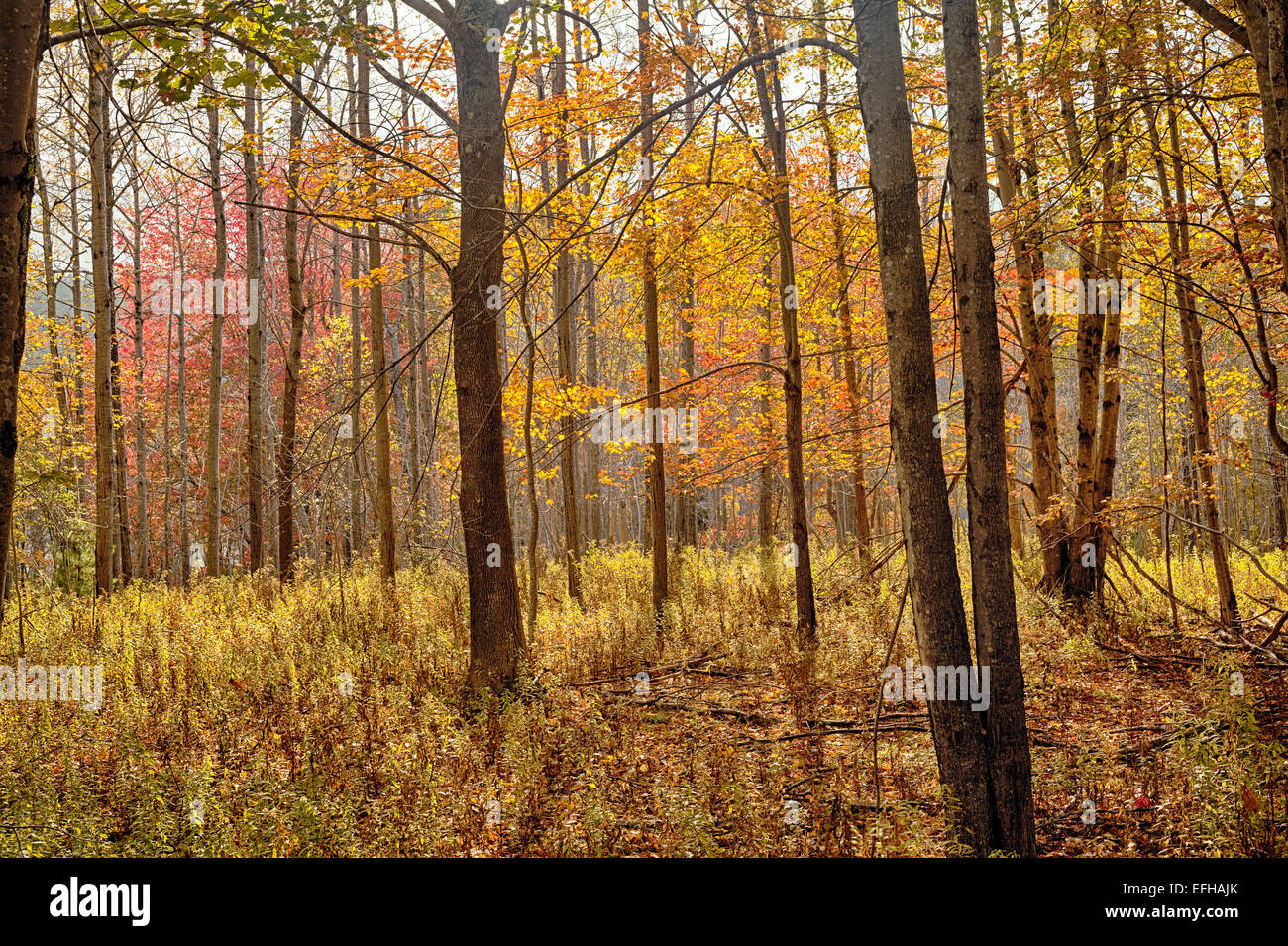 Autumn Foliage, Acadia National Park, Maine, USA Stock Photo - Alamy