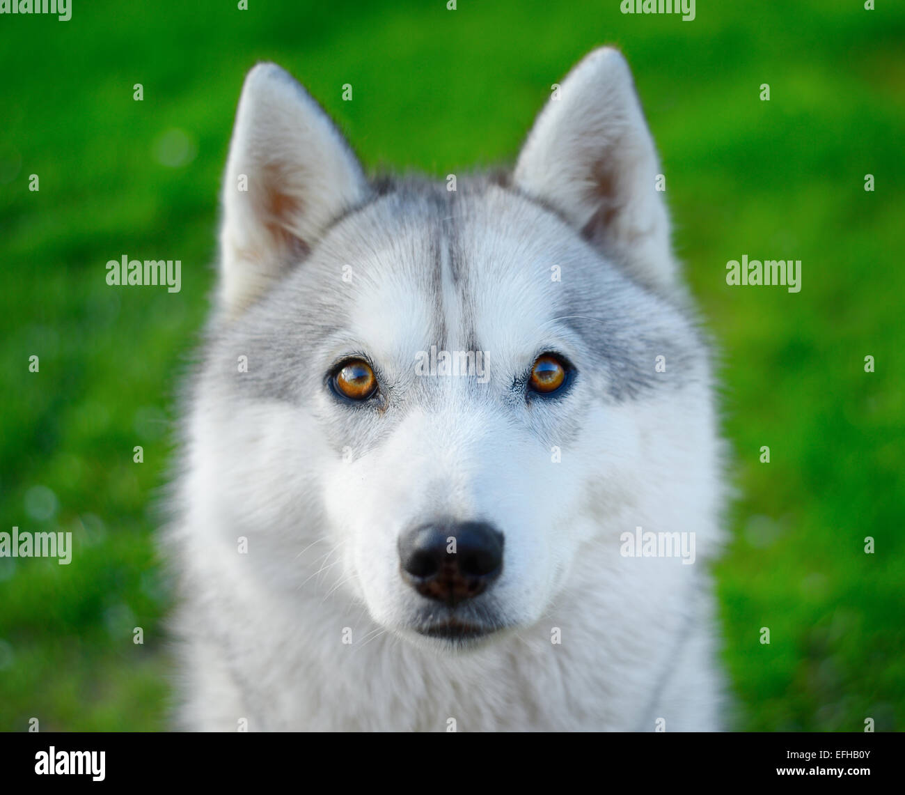 portrait of female Siberian Husky Stock Photo - Alamy