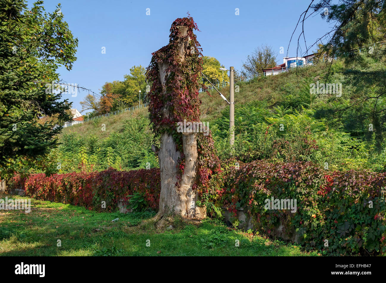 Overgrown garden hedge hi-res stock photography and images - Alamy
