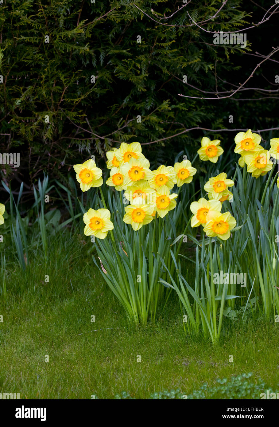 Narcissus flowers in spring, North Yorkshire, England Stock Photo - Alamy