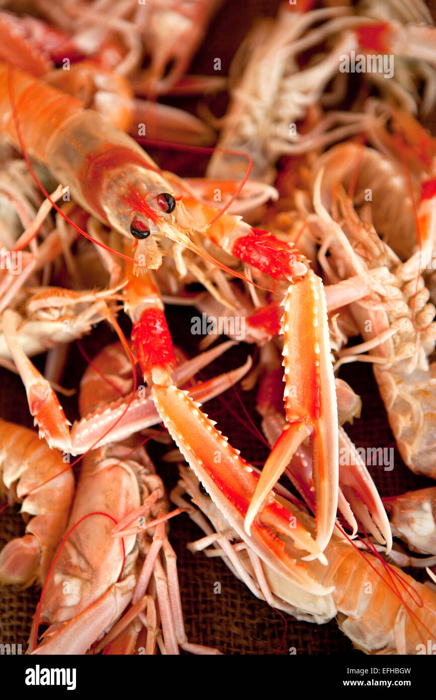 Scampi fishing hi-res stock photography and images - Alamy
