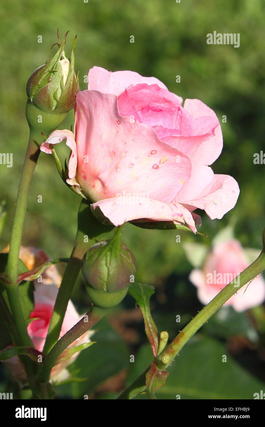 Closeup view of a beautiful pink rose Stock Photo - Alamy