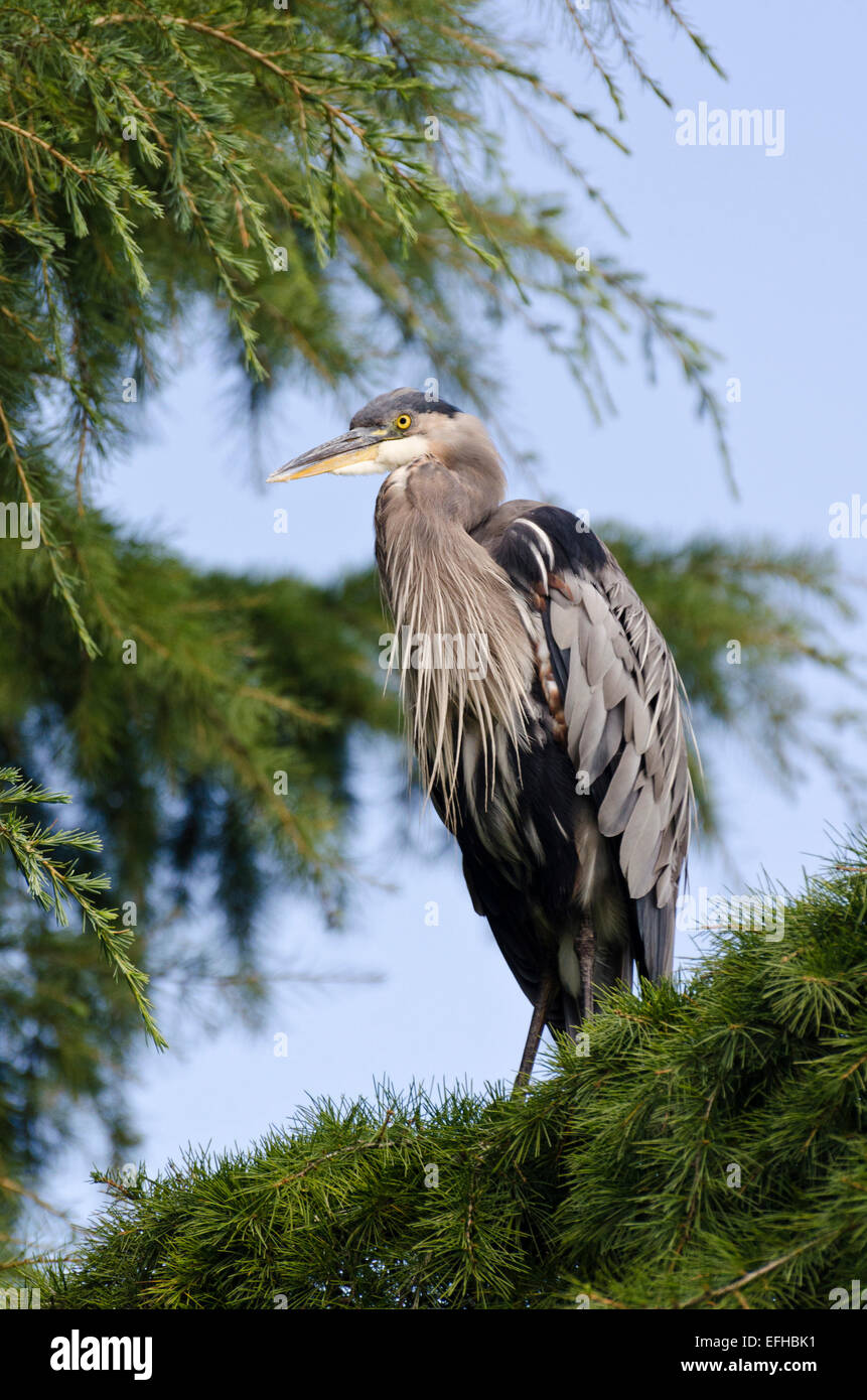 Great Blue Heron in a tree Stock Photo - Alamy