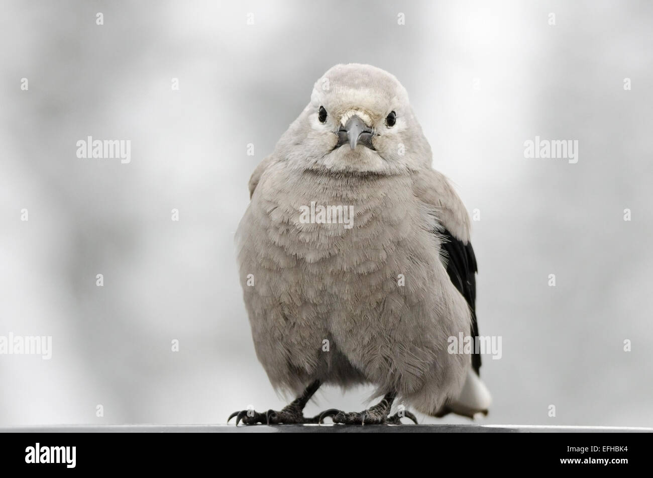 Nutcracker face hi-res stock photography and images - Alamy