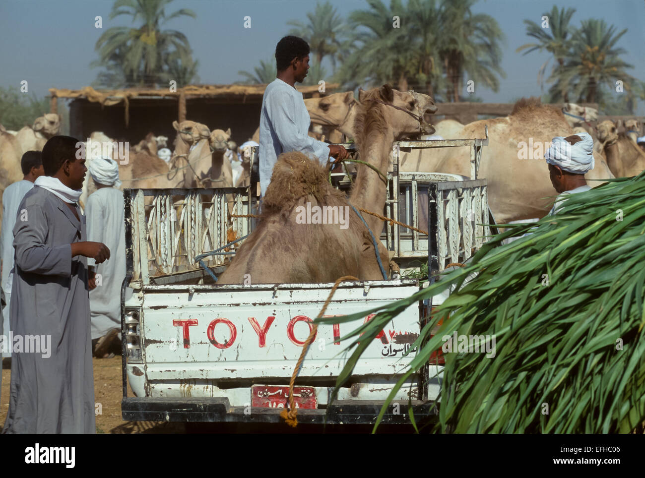 Camel in the back of a pickup truck at Darow camel market, near Kom ...