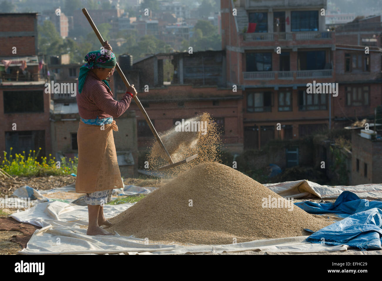 Winnowing hi-res stock photography and images - Alamy
