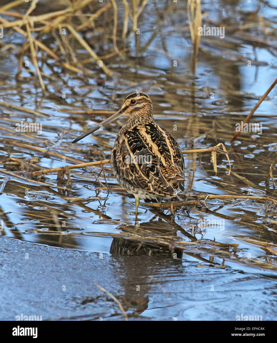 Gallinago gallinago snipe hi-res stock photography and images - Alamy