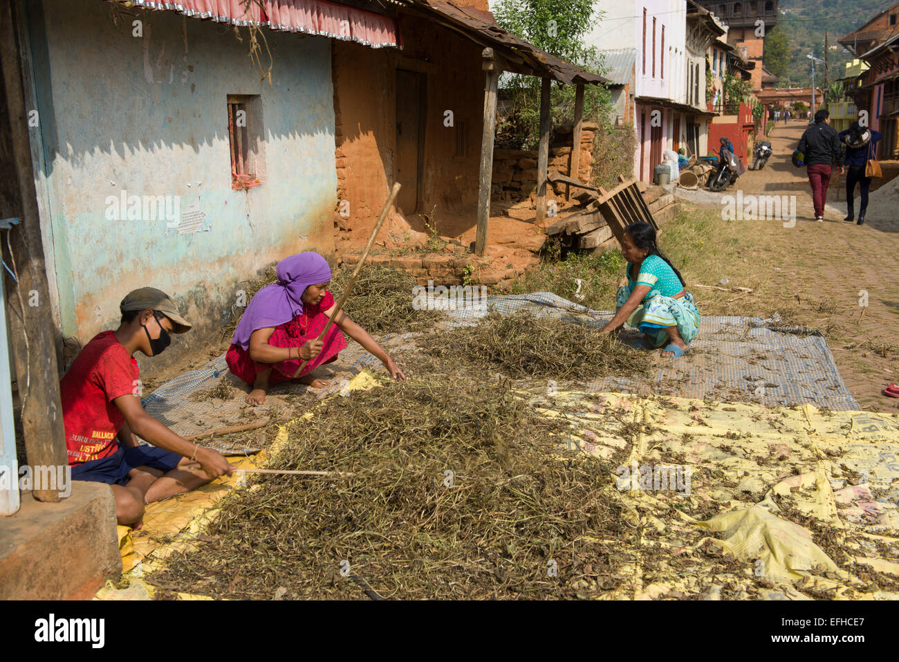 Winnowing rice on the main street of Nuwakot, Nepal Stock Photo - Alamy