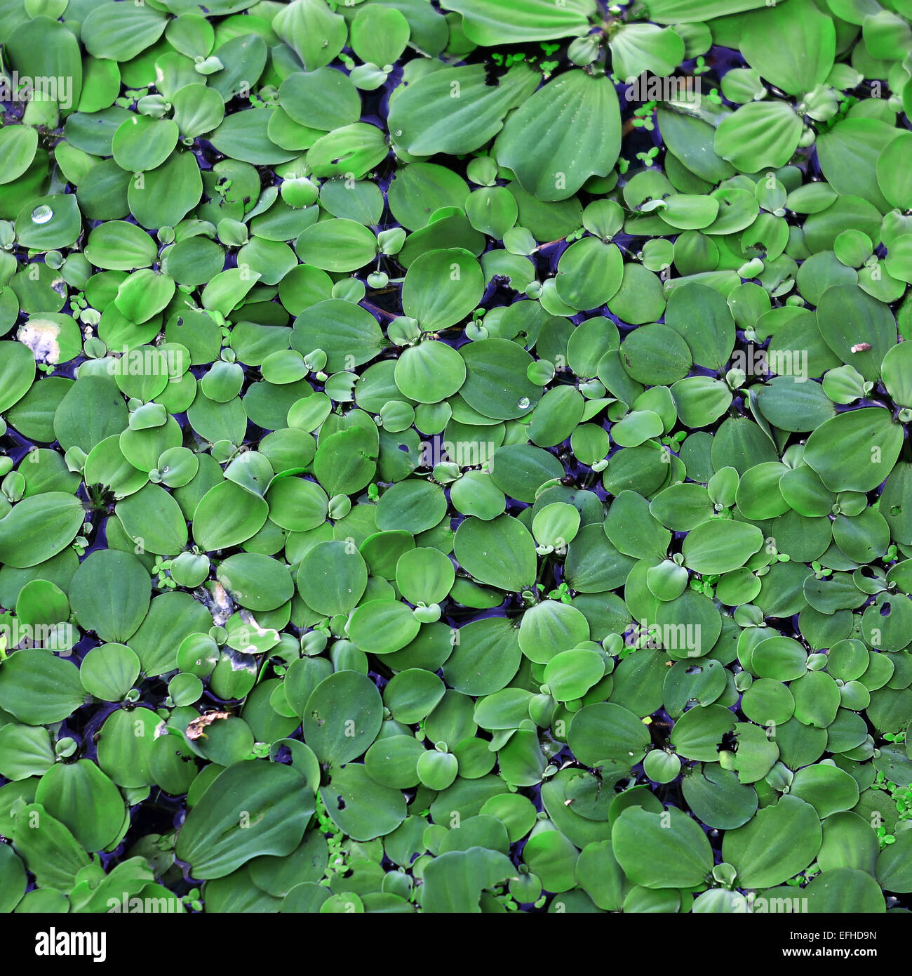 duckweed as background or texture Stock Photo - Alamy