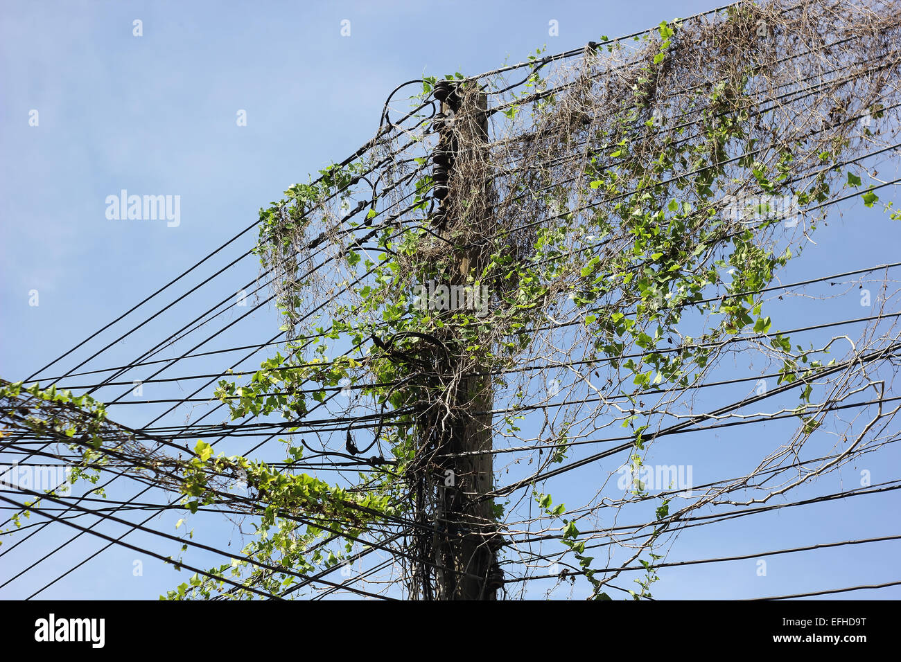 Power Vine