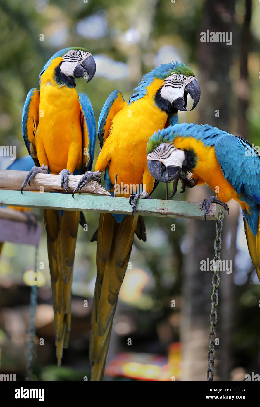 Macaw in park hi-res stock photography and images - Alamy
