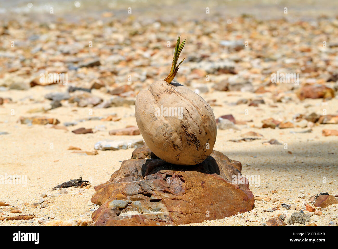 beautiful sprouting a coconut on the beach Stock Photo - Alamy