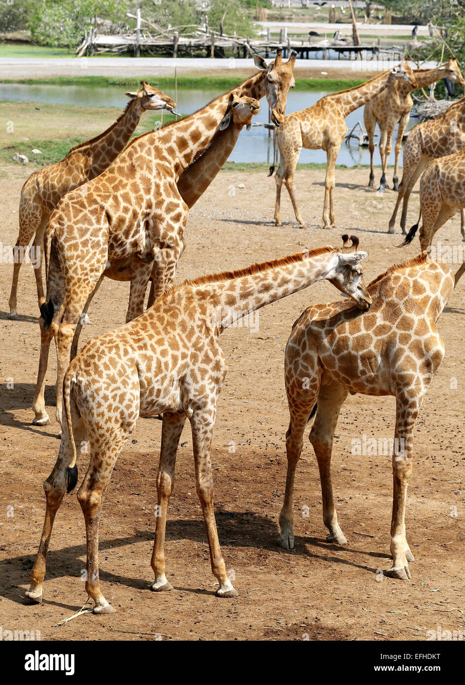 Photo different giraffes in the park sunny day Stock Photo - Alamy