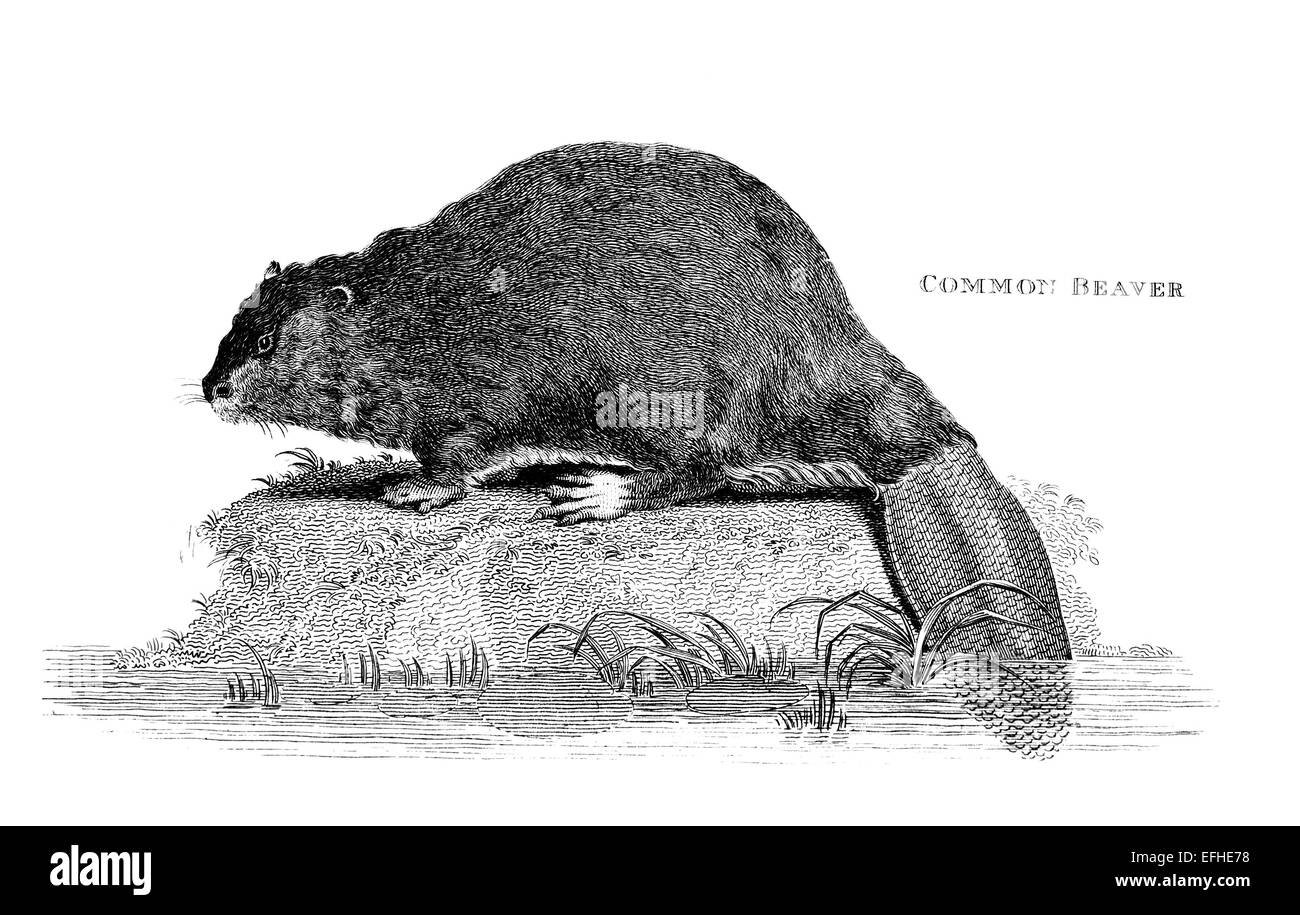 Victorian engraving of a beaver. Digitally restored image from a mid ...