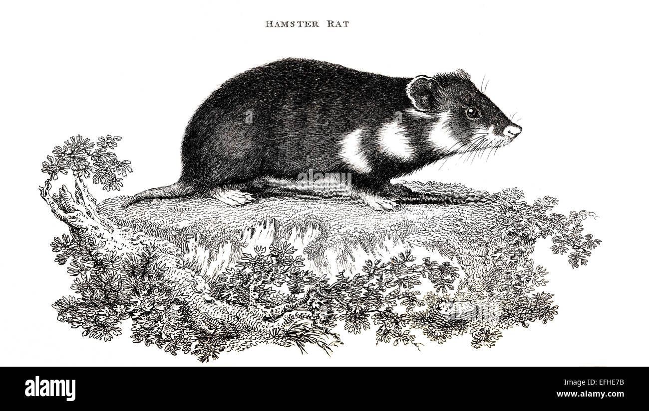 Victorian engraving of a hamster rat. Digitally restored image from a ...