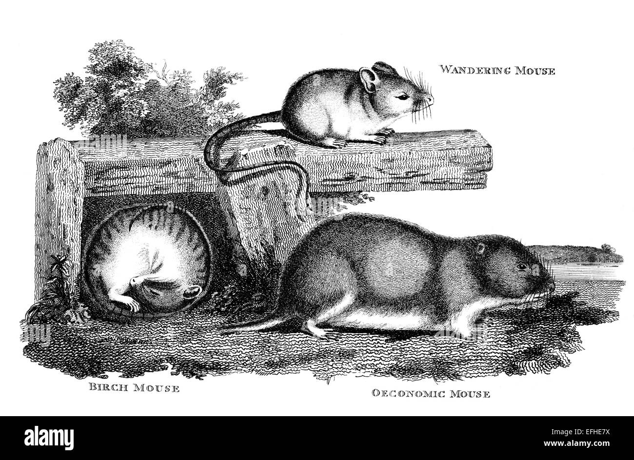Victorian engraving of a mouse. Digitally restored image from a mid ...