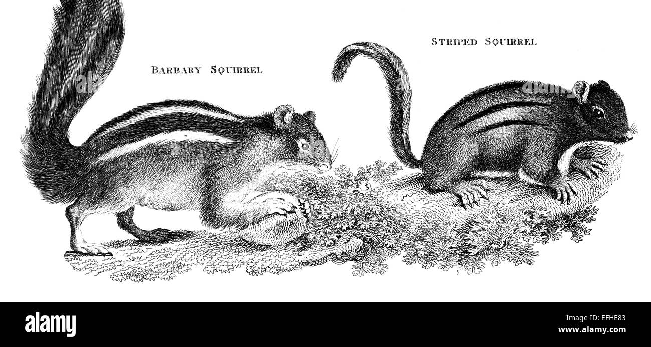 Victorian engraving of a squirrel. Digitally restored image from a mid ...