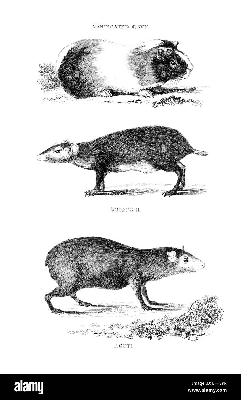 The cavy Black and White Stock Photos & Images - Alamy