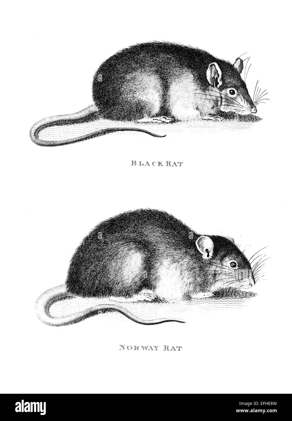 Victorian engraving of a rat. Digitally restored image from a mid-19th ...