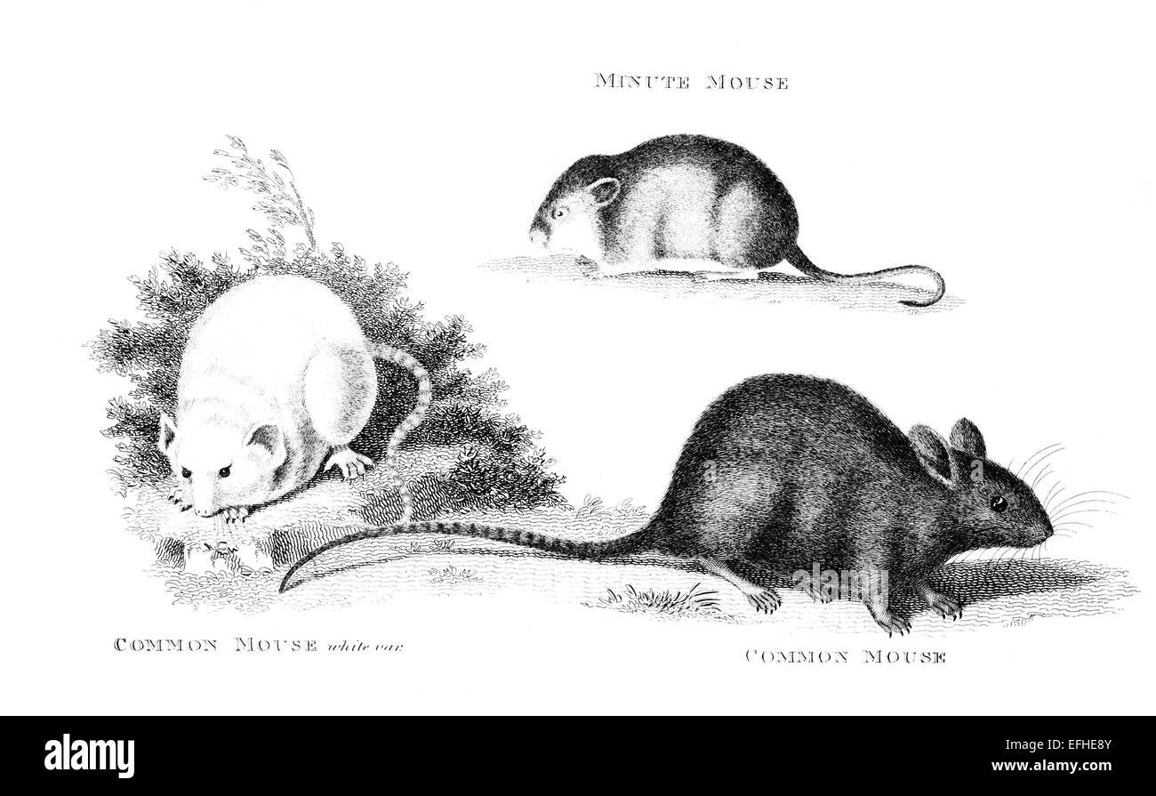 Victorian engraving of a mouse. Digitally restored image from a mid ...