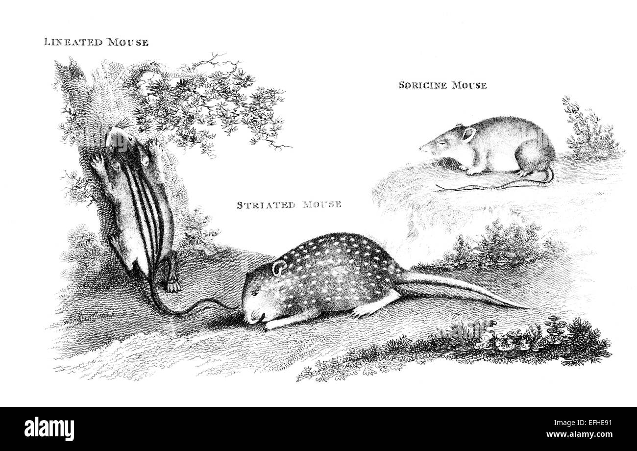 With a mouse Black and White Stock Photos & Images - Alamy