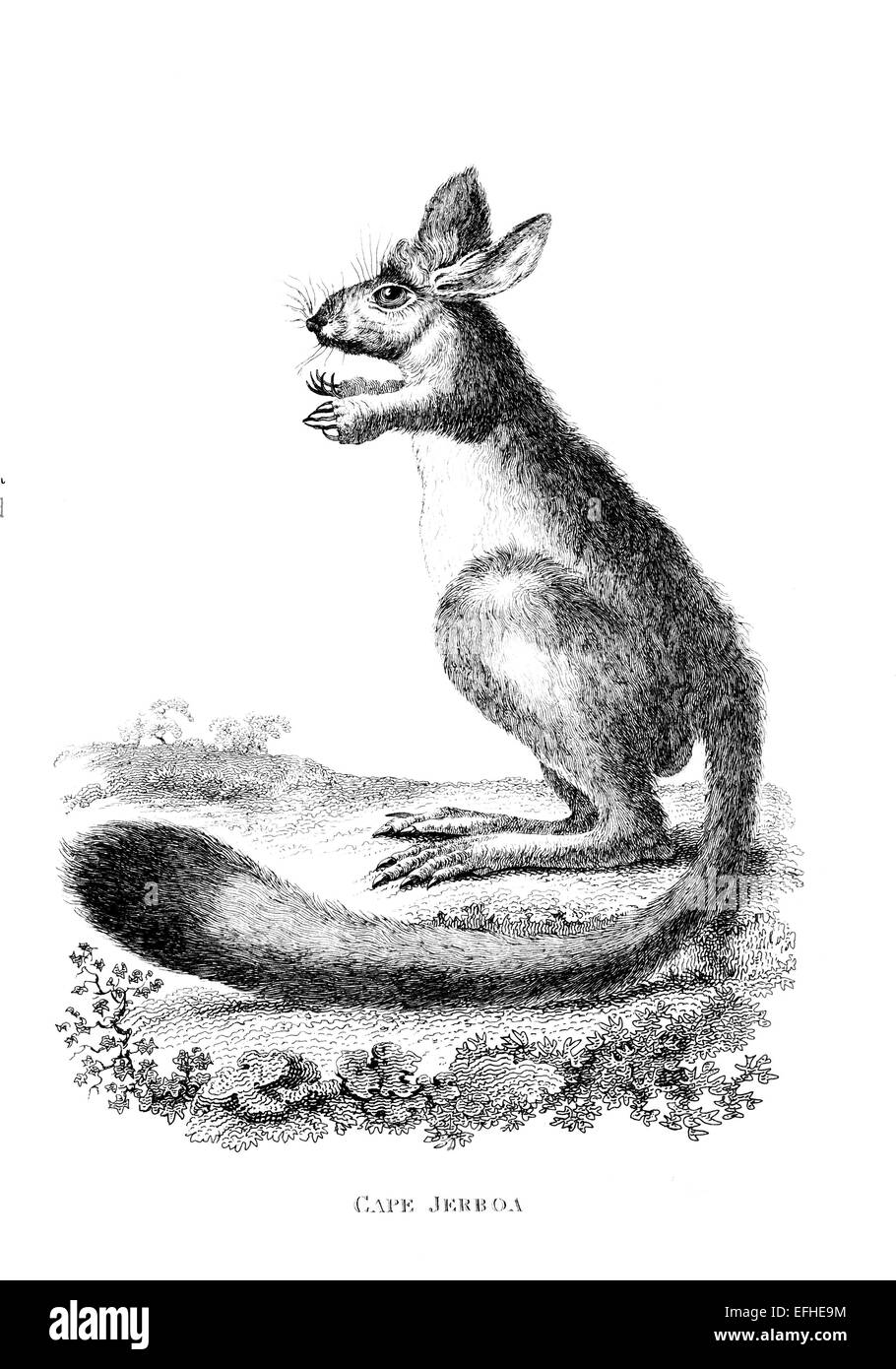 Jerboa hi-res stock photography and images - Alamy