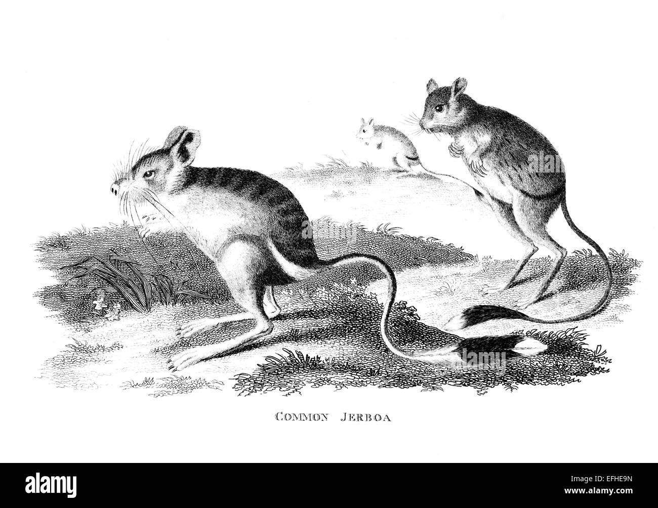 Jerboa hi-res stock photography and images - Alamy