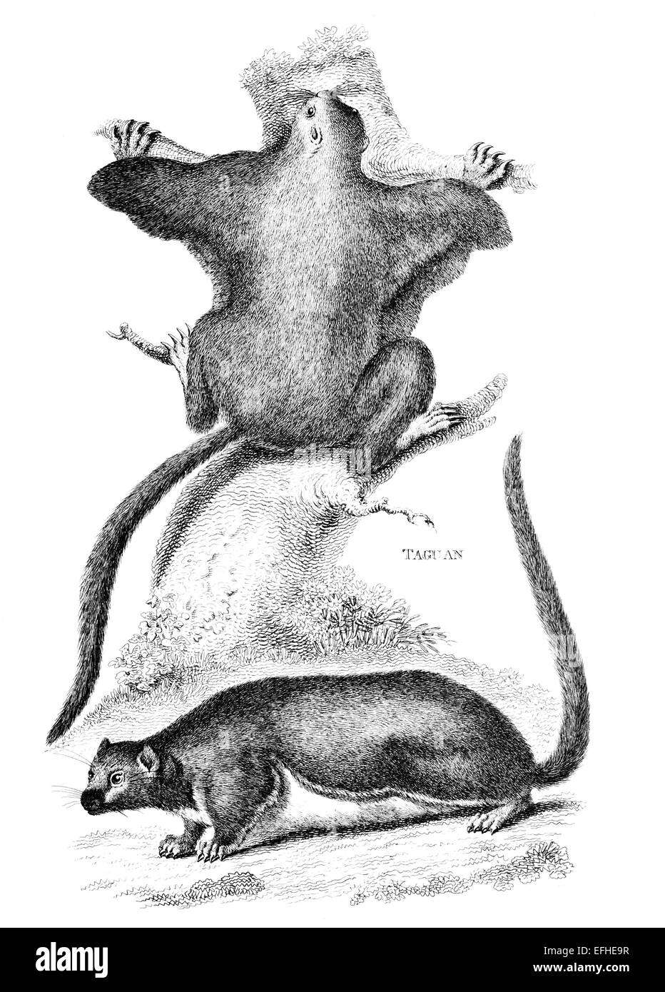 Victorian engraving of a taguan or flying squirrel. Digitally restored ...