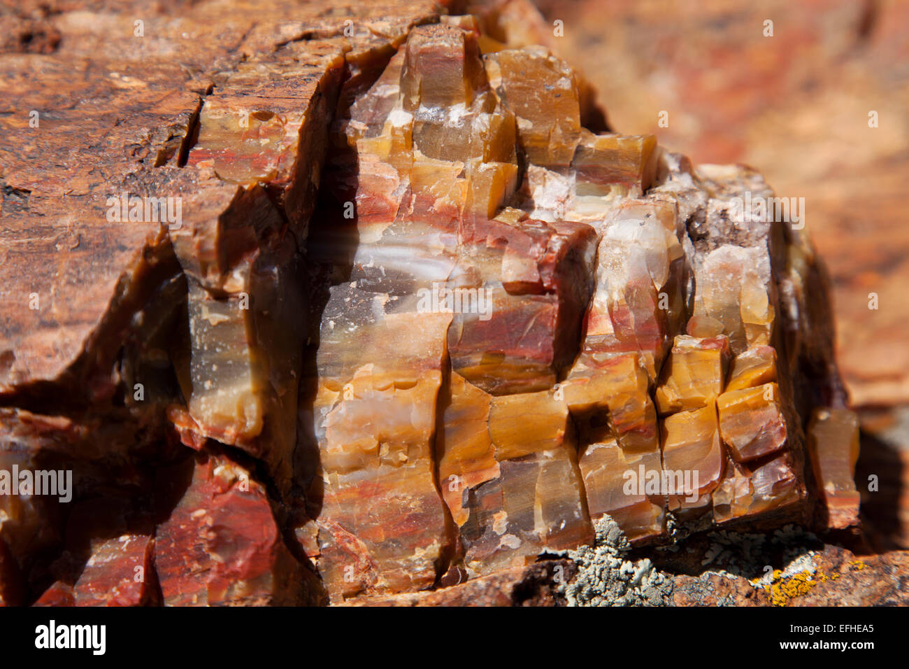 Piece of petrified wood, Escalante Petrified Forest State Park ...