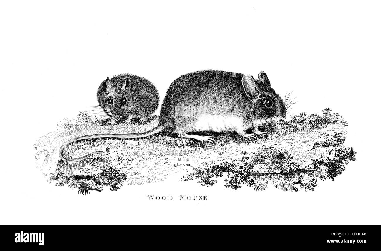 Victorian engraving of a wood mouse. Digitally restored image from a ...