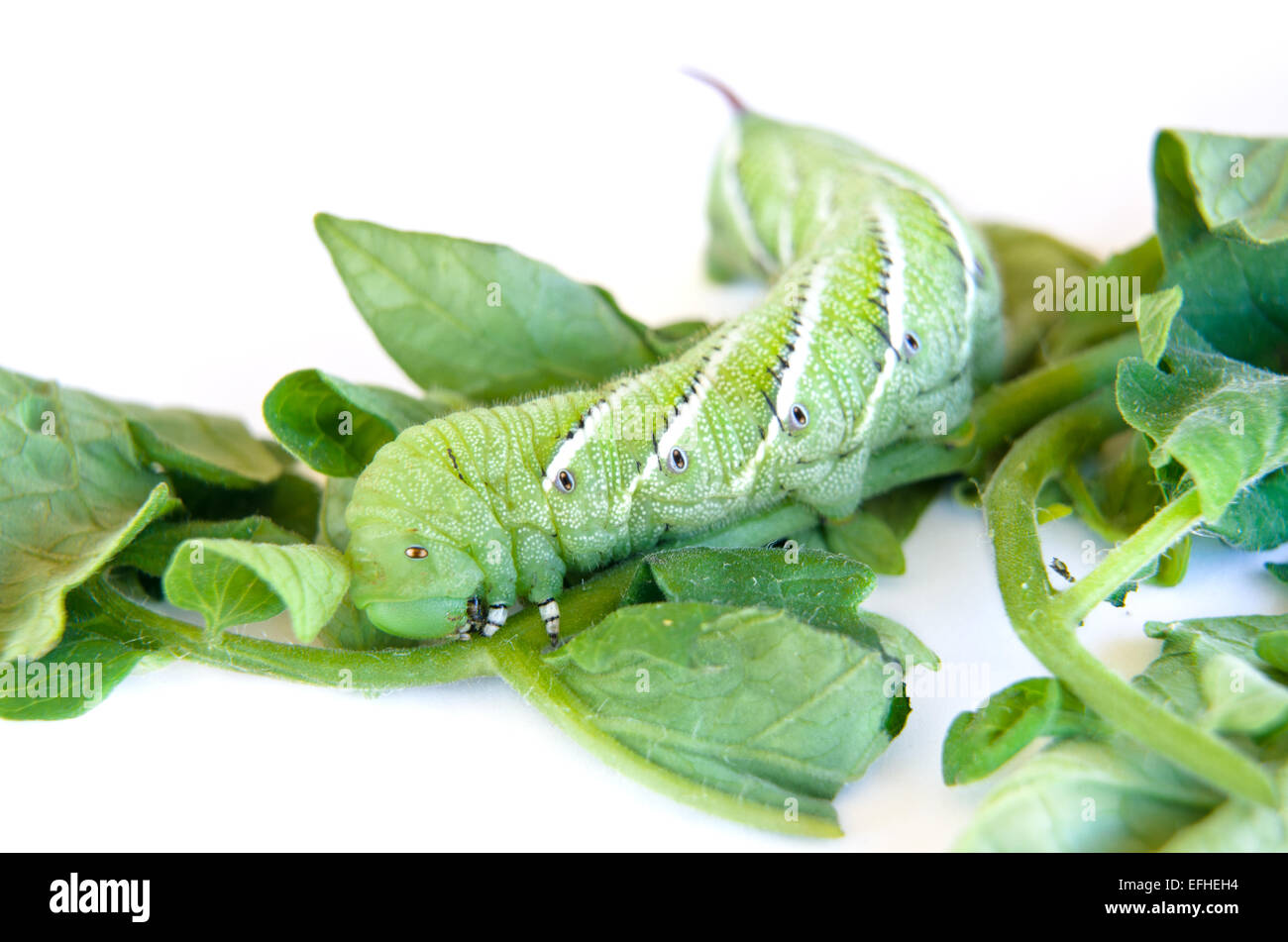 Tomato Worm White