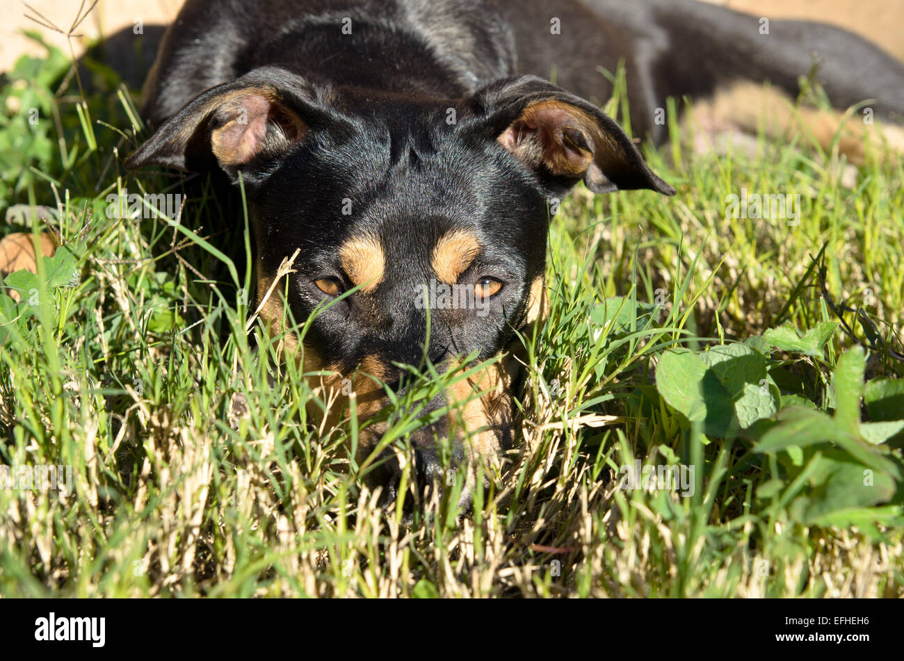 Coonhound Rottweiler Mix